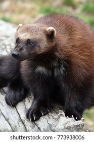 Closeup Wolverine Gulo Gulo Stock Photo 773938006 | Shutterstock