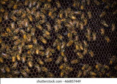 Closeup Worker Bees Cross Section Beehive Stock Photo 466857449 ...