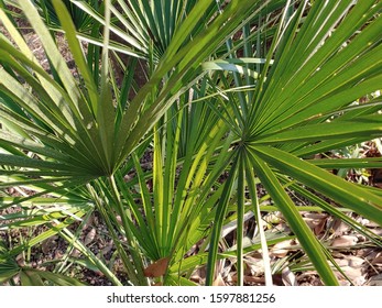 Closeups Long Sharp Palm Tree Leaves Stock Photo 1597881256 | Shutterstock
