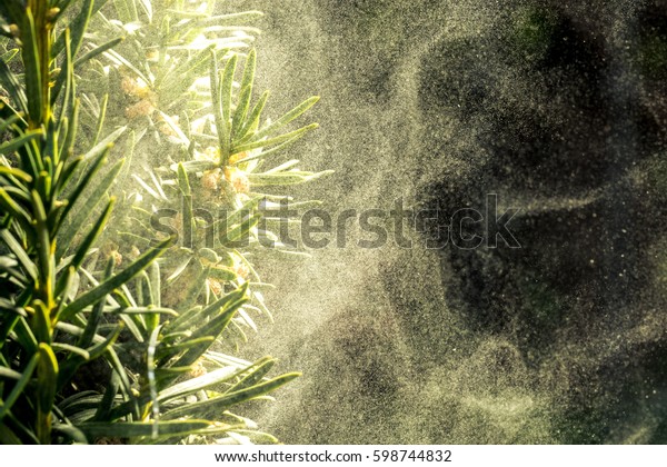Cloud Dust Tree Stock Photo (Edit Now) 598744832