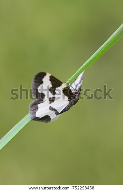 Clouded Border Moth Lomaspilis Marginata Stock Photo 752258458 | Shutterstock
