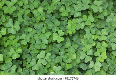 Clover Background Stock Photo 98178746 | Shutterstock
