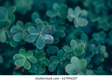 196,688 Clover Leaf Background Images, Stock Photos & Vectors ...