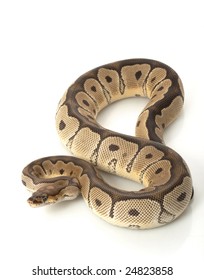 Hypomelanistic Motley Columbian Redtailed Boa Boa Stock Photo (Edit Now ...