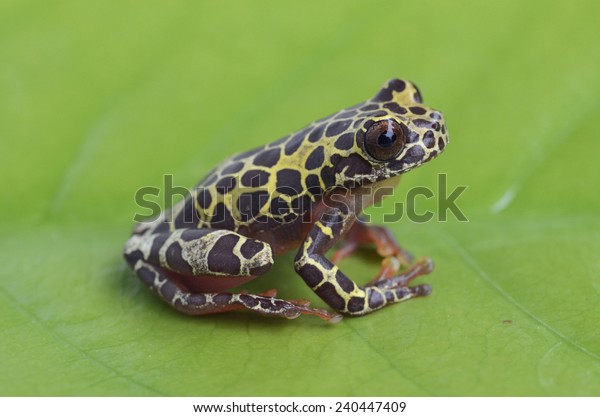Clown Tree Frog Giraffe Morph Dendropsophus Stock Photo 240447409 ...