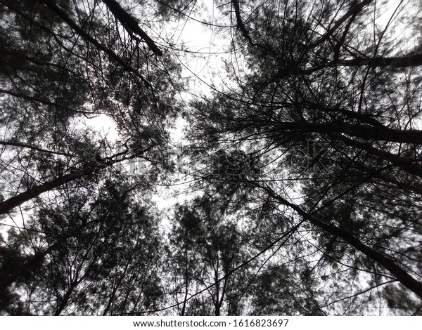 Clumps Pine Trees Under Sky Stock Photo 1616823697 | Shutterstock