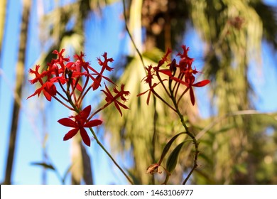 Clumps Tiny Red Orchids Stock Photo 1463106977 | Shutterstock