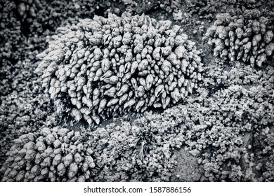 Cluster Barnacles On Sea Stack Low写真素材1587886156 | Shutterstock