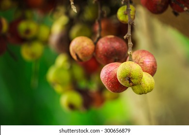 596 Gular Tree Images, Stock Photos & Vectors | Shutterstock
