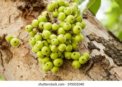 Cluster Fig Tree Stock Photo 195031040 | Shutterstock