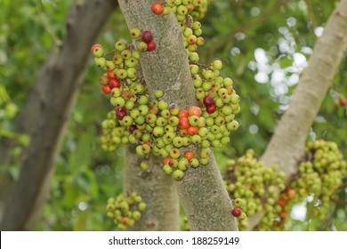 Cluster Fig Tree Goolar Gular Fig Stock Photo 188259149 | Shutterstock