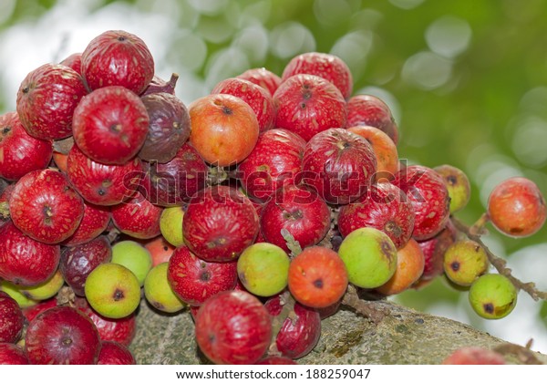 Cluster Fig Tree Goolar Gular Fig Stock Photo (Edit Now) 188259047