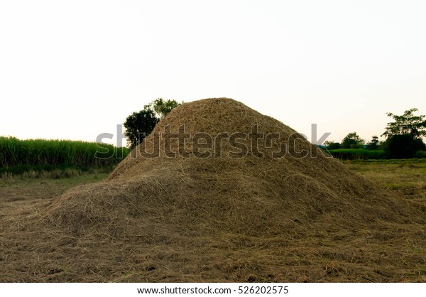 Cluster Straw Truss Straw Stock Photo 526202575 | Shutterstock