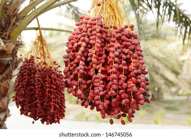 28,030 Red Dates Tree Images, Stock Photos & Vectors | Shutterstock