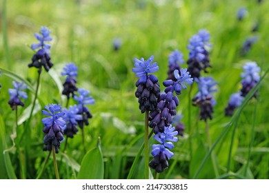 Clusters Tiny Bell Shaped Blue Flowers Stock Photo 2147303815 ...