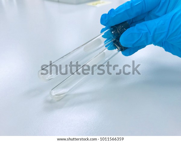 Coagulase Test Staphylococcus Stock Photo (Edit Now) 1011566359