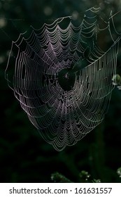 Cobweb Stock Photo 161631557 | Shutterstock