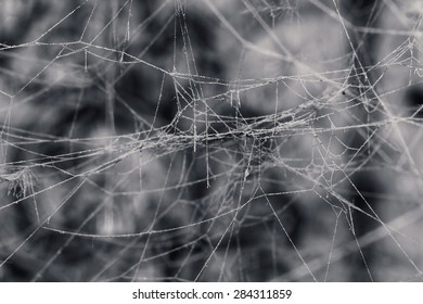 Cobweb Background Stock Photo 284311859 | Shutterstock