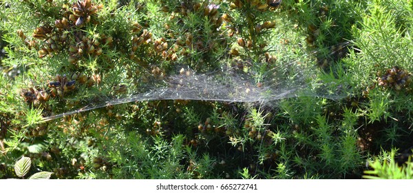 96 Common net bush Images, Stock Photos & Vectors | Shutterstock
