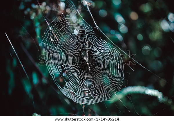 Cobweb Structure Created By Spider Out Stock Photo 1714905214 ...