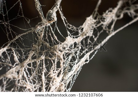Cobweb Texture Selected Focus Stock Photo (Edit Now) 1232107606 ...