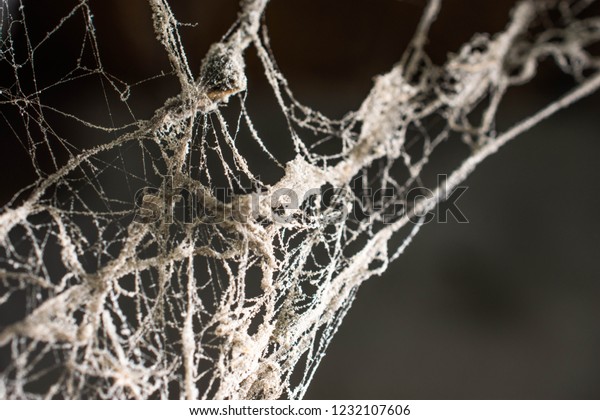 Cobweb Texture Selected Focus Stock Photo 1232107606 | Shutterstock
