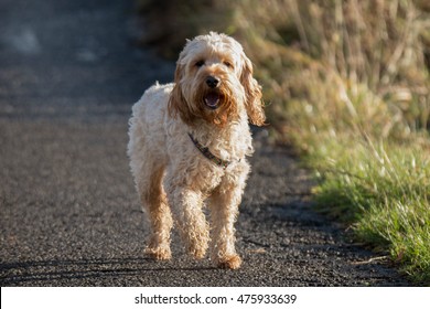 Cockapoo Images, Stock Photos & Vectors | Shutterstock