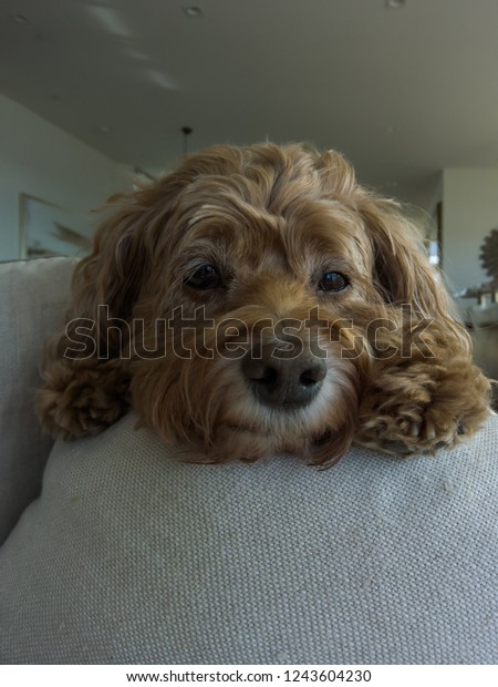 Cockapoo Closeup Portrait Stock Photo 1243604230 | Shutterstock