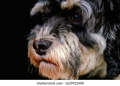 147 Black male cockapoo Images, Stock Photos & Vectors | Shutterstock
