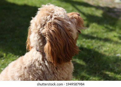 76 Animal Not Paying Attention Images, Stock Photos & Vectors ...