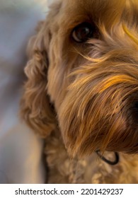Cockapoo Showing Their Side Profile Stock Photo 2201429237 | Shutterstock