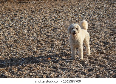 22 imágenes de Cockapoodle - Imágenes, fotos y vectores de stock ...