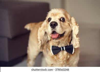 195 White And Buff Cocker Spaniel Images, Stock Photos & Vectors ...