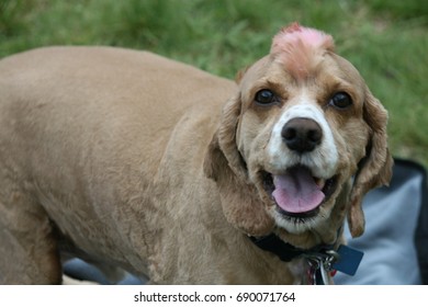 Cocker Spaniel Pink Mohawk Stock Photo (Edit Now) 690071764