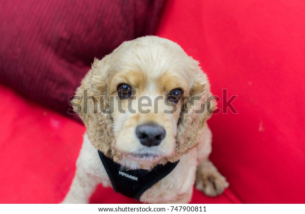 Cocker Spaniel Sad Stock Photo 747900811 | Shutterstock