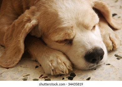 Cocker Spaniel Sleeping Stock Photo 34435819 | Shutterstock