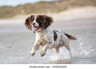 4,564 Happy springer spaniel Images, Stock Photos & Vectors | Shutterstock