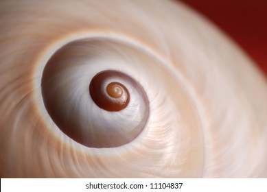30,867 Conch shell pattern Images, Stock Photos & Vectors | Shutterstock