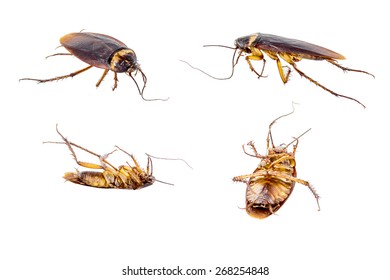 Cockroach Stock Photo 268254848 | Shutterstock