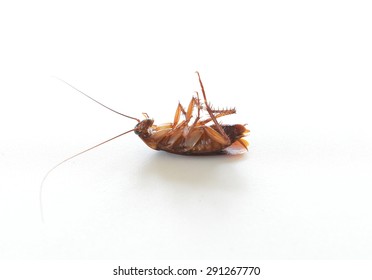 Closeup Cockroach Isolated On White Background Stock Photo 1415666471 ...