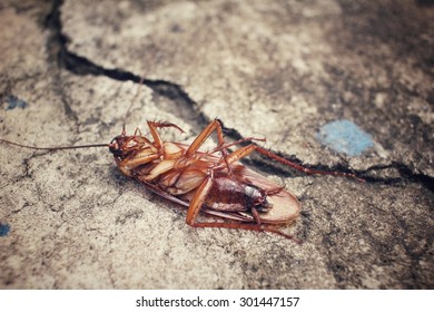 Dead Cockroach Supine Position Stock Photo (Edit Now) 2128333868