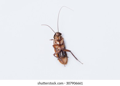 Closeup Cockroach Isolated On White Background Stock Photo 1716492970 ...