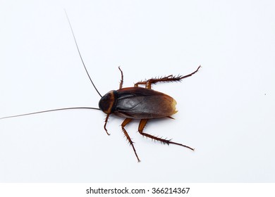 Cockroach Stock Photo 366214367 | Shutterstock