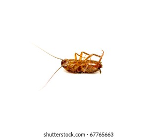 Cockroach Stock Photo 67765663 | Shutterstock
