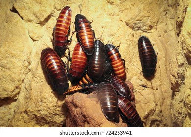 143 Cave cockroach Images, Stock Photos & Vectors | Shutterstock