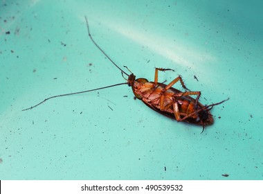 Cockroach Bug Stock Photo 490539532 | Shutterstock