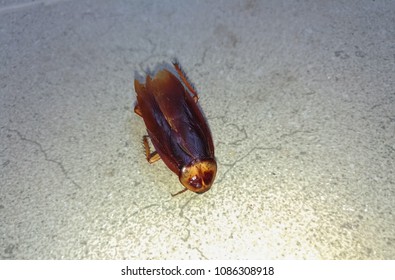 307 Sand cockroach Images, Stock Photos & Vectors | Shutterstock