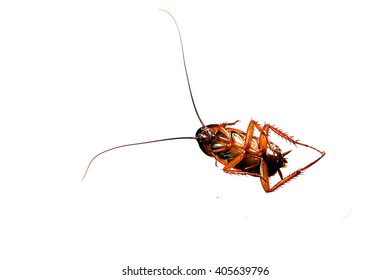 Cute Cockroach Hanging Stock Photo 1068862487 | Shutterstock