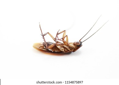 Cockroach On White Background Stock Photo 1154875897 | Shutterstock
