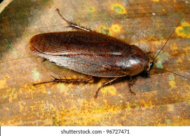 Peruvian cockroach 7 รายการ ภาพ ภาพสต็อกและเวกเตอร์ | Shutterstock